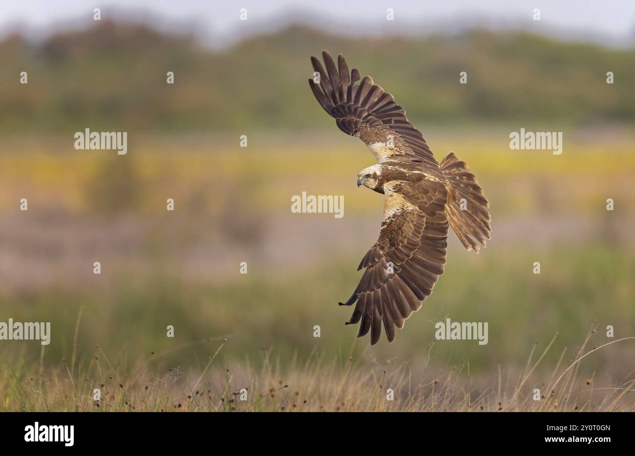 Western marsh-harrier (Circus aeruginosus) medium-sized bird of prey ...