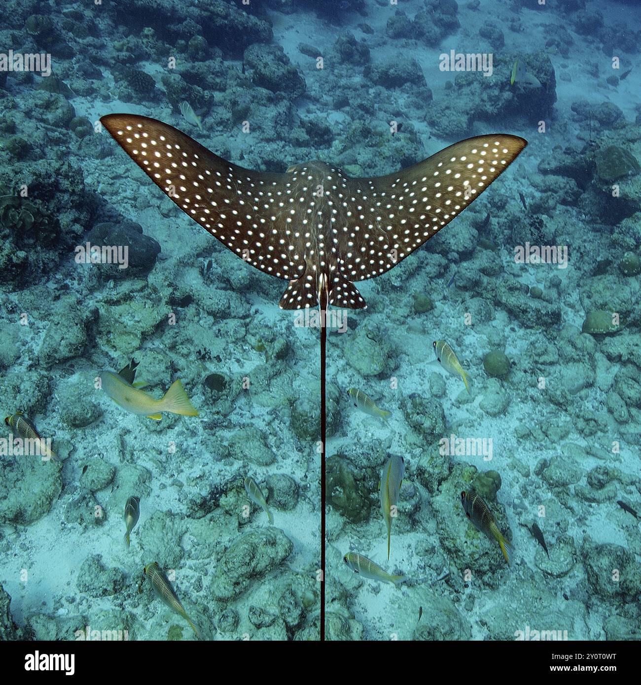 Ray patterns hi-res stock photography and images - Alamy