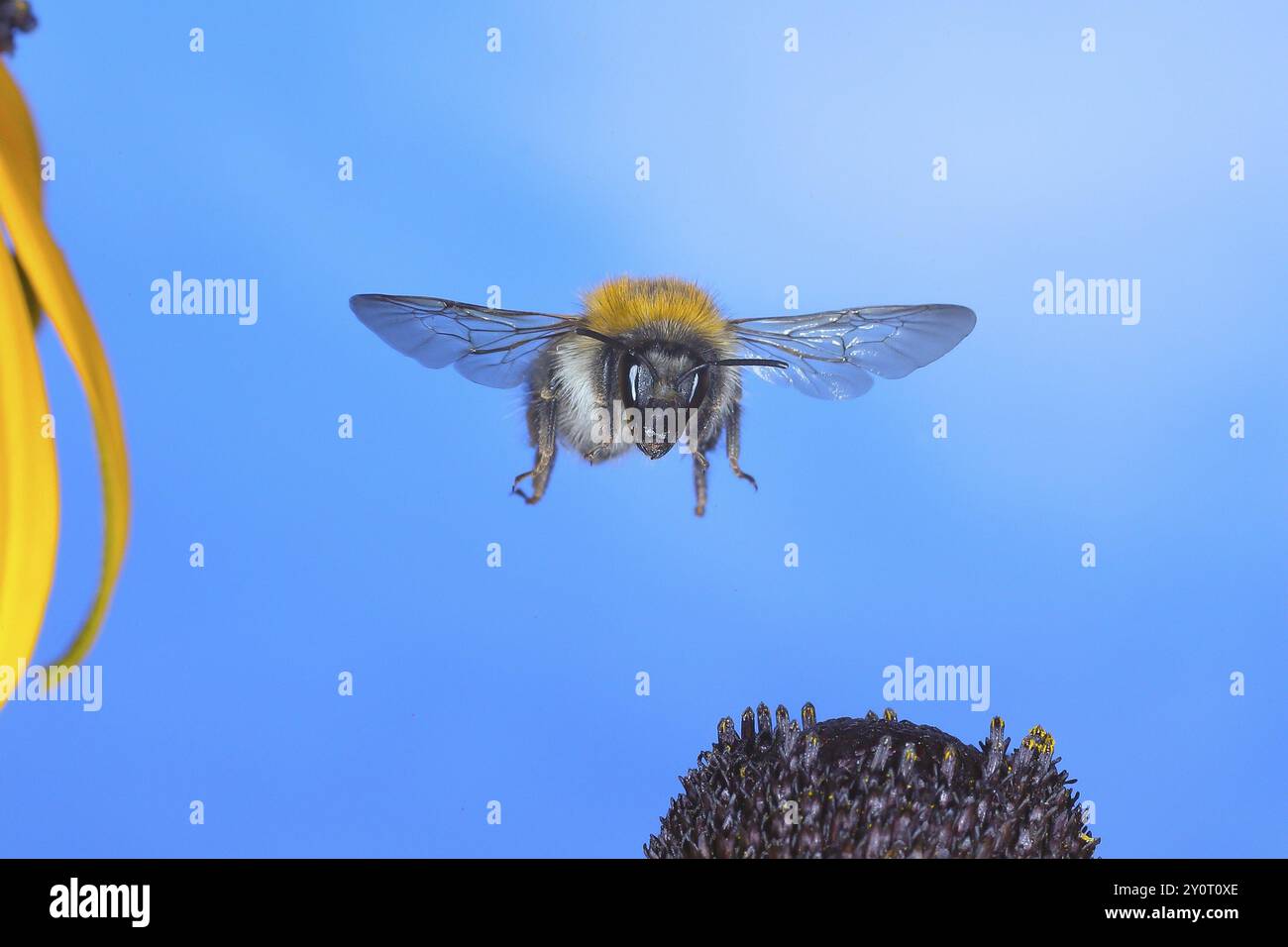 Common carder-bee (Bombus pascuorum), in flight, highspeed nature photo ...