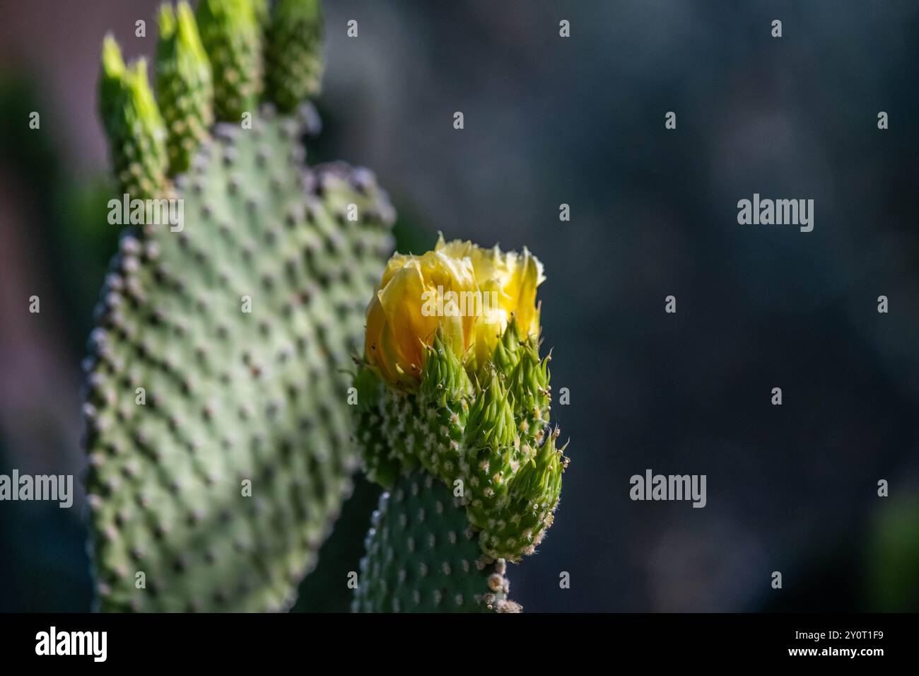 A flowering cactus in Tucson, Arizona Stock Photo - Alamy