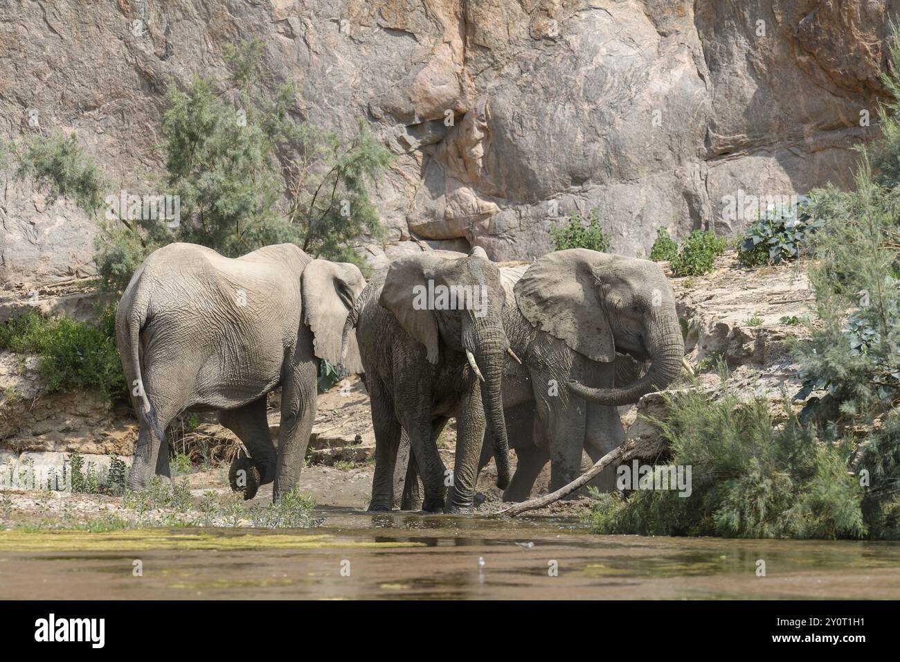 Desert elephants (Loxodonta africana) taking a mud bath in the Hoarusib ...