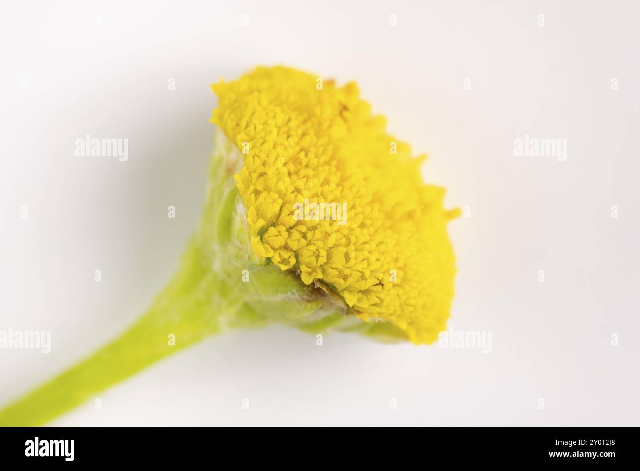 Macro photograph, flower of tansy (Tanacetum vulgare) on a white ...