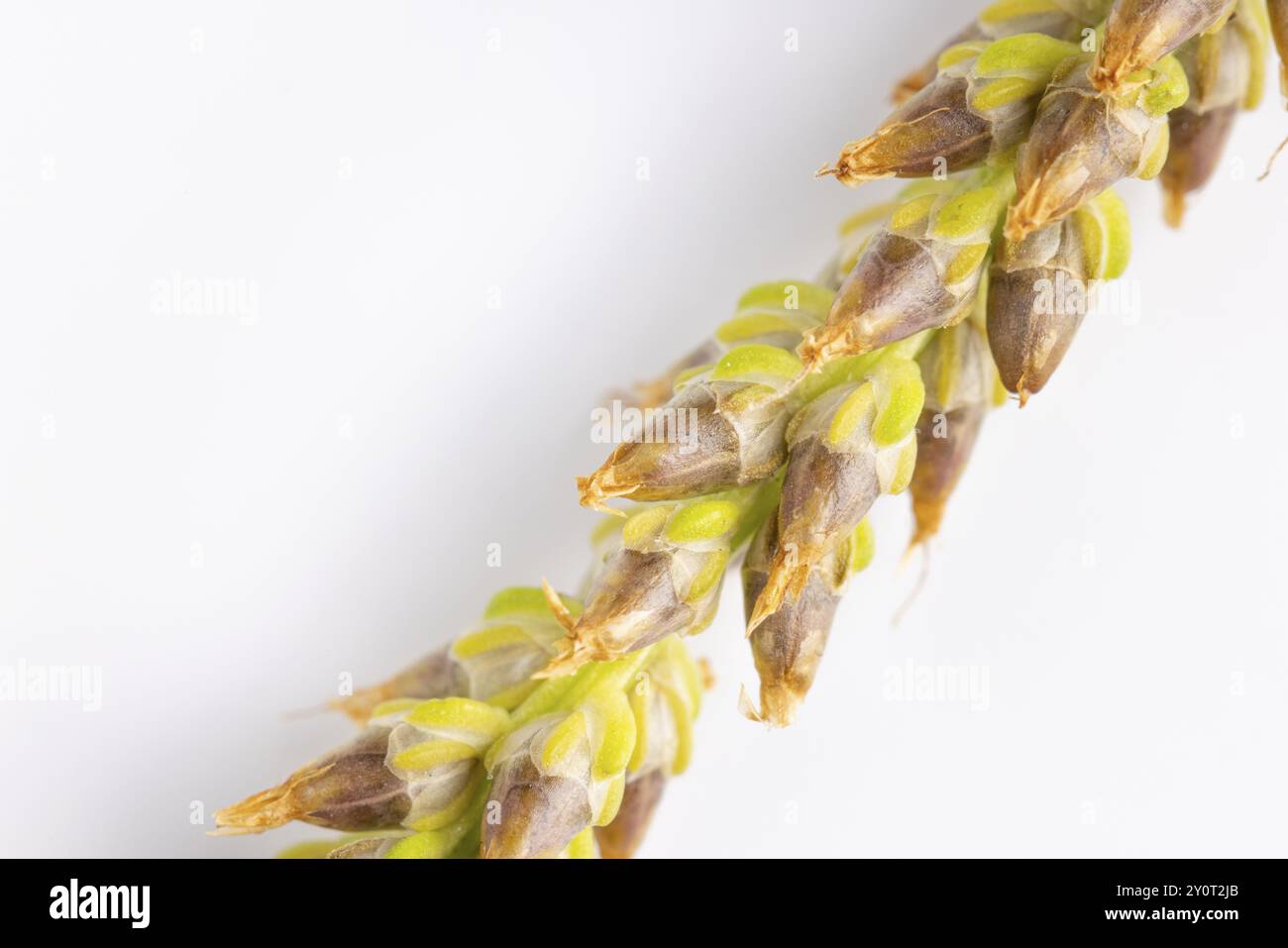 Close-up, brown seed head of broad-leaved plantain (Plantago major ...