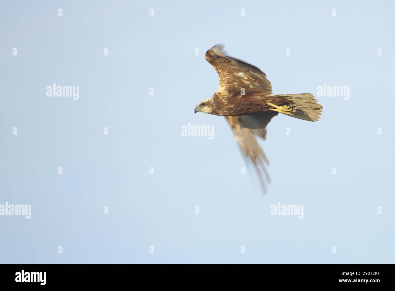 Female western marsh-harrier (Circus aeruginosus) in flight, wing ...