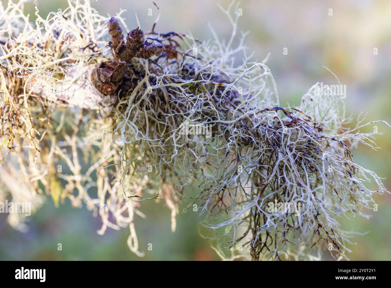 Close up at Usnea lichen growing on a tree branch Stock Photo - Alamy