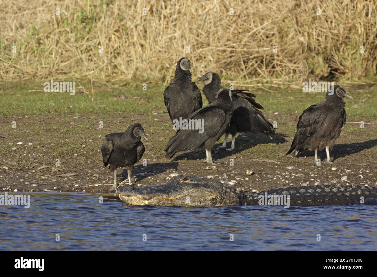 American alligator (Alligator mississippiensis) lying on the shore and ...