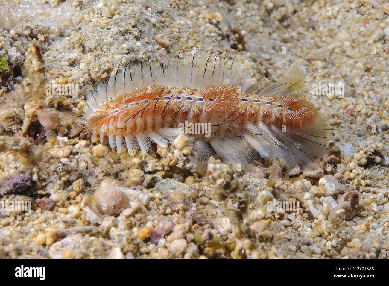 Golden fireworm (Chloeia flava) Bristle worm with pointed poisonous ...