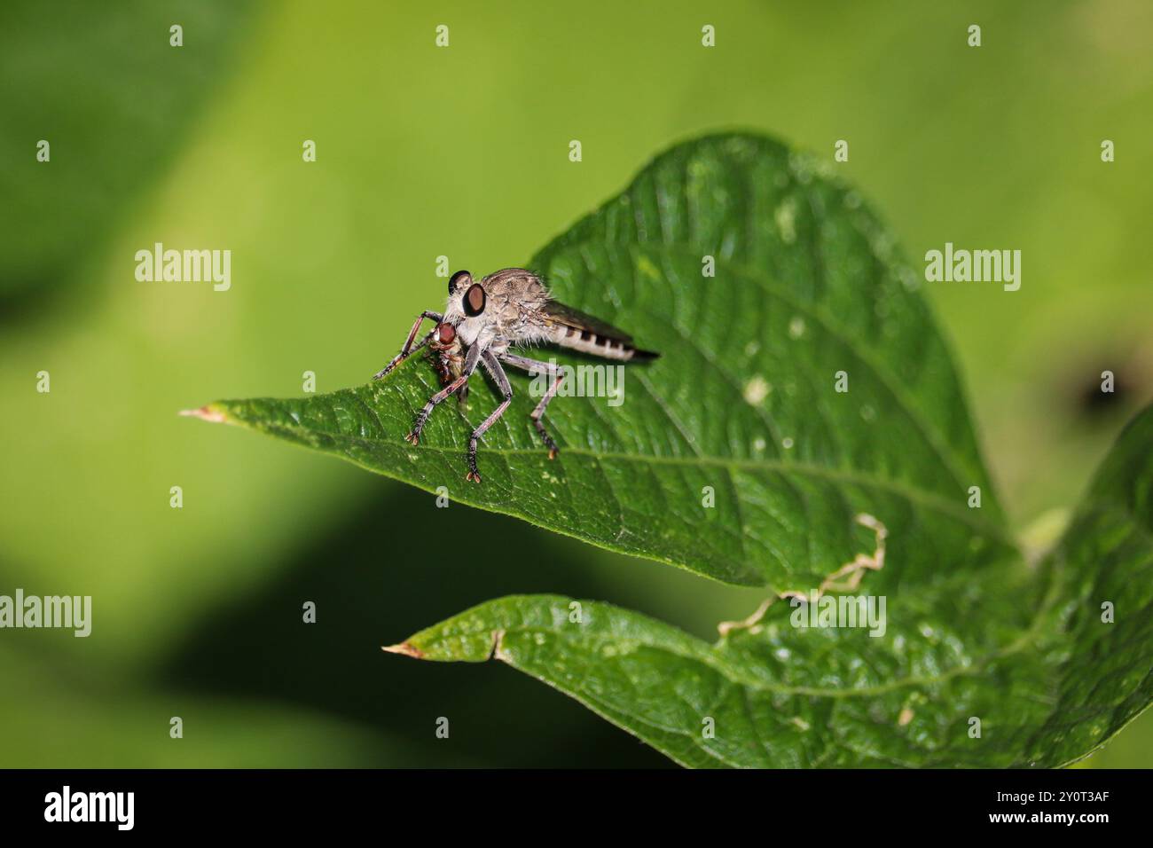 Hammertail hi-res stock photography and images - Alamy