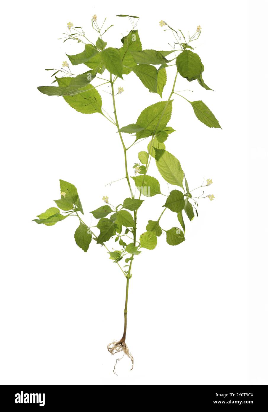 Small-flowered touch-me-not (Impatiens parviflora) on a white ...