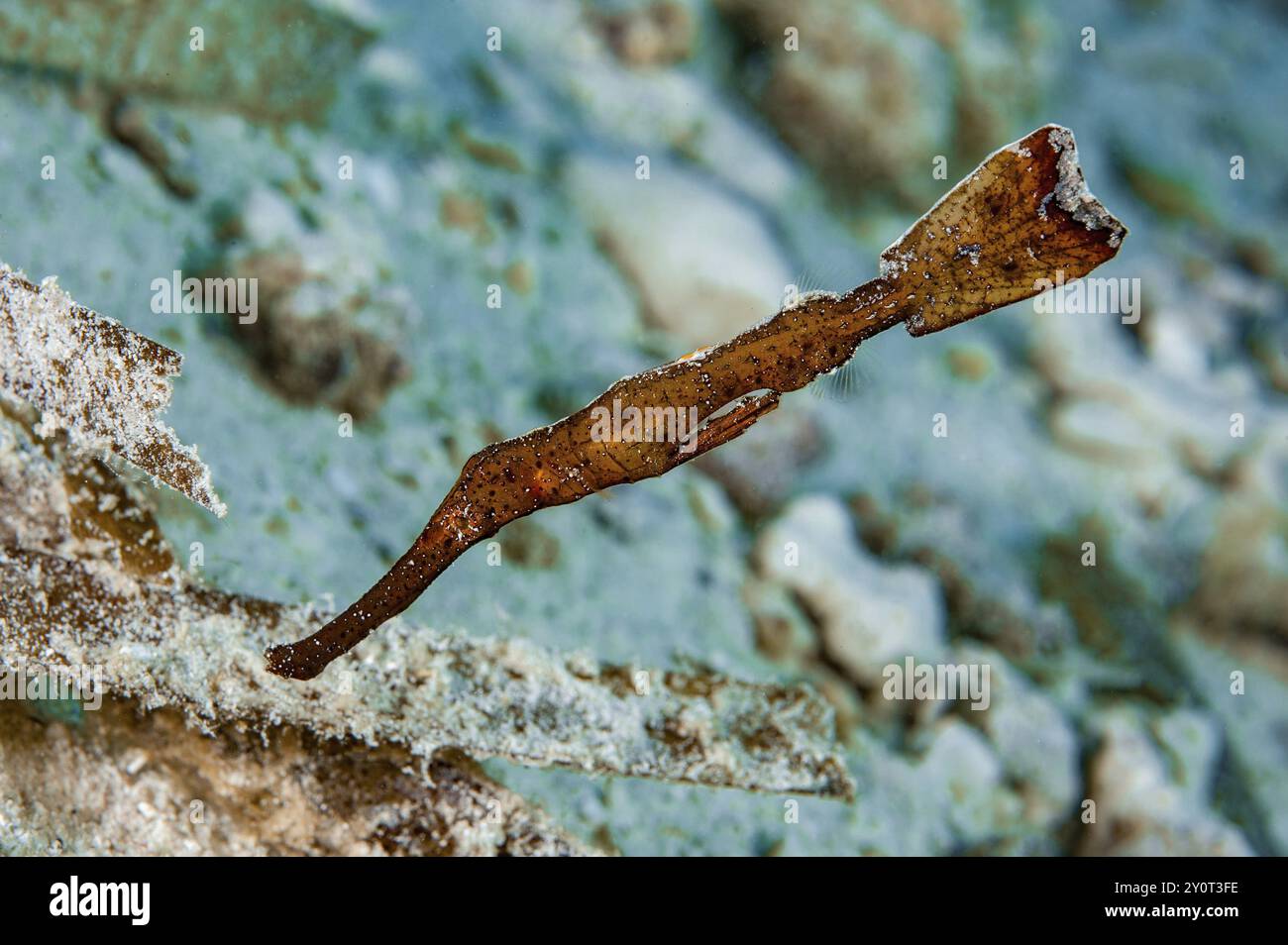 Robust ghostfish (Solenostomus cyanopterus) Seagrass ghostfish, Pacific ...