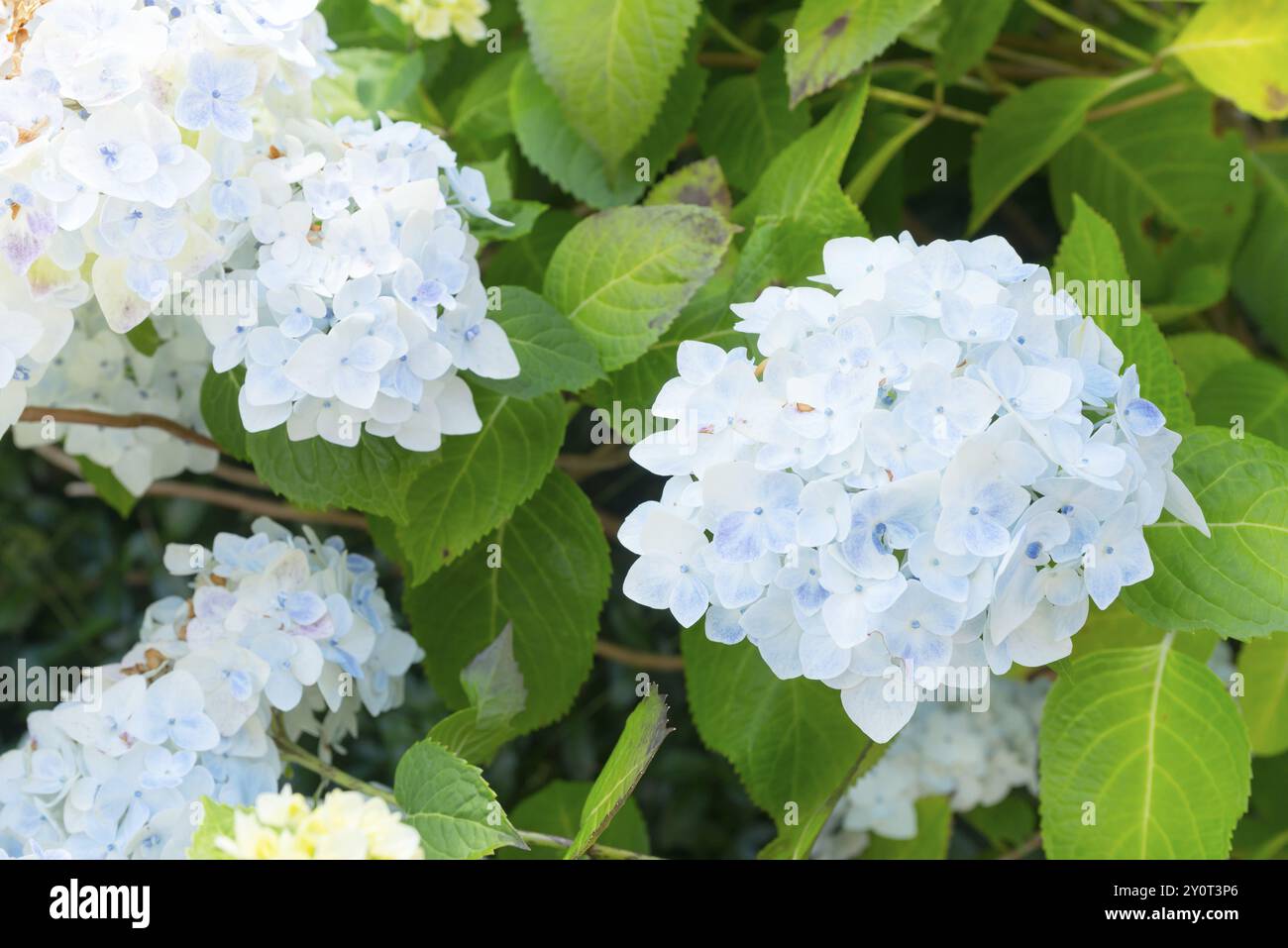 Large, pure white hydrangea flowers, some with a slight blue shimmer in ...