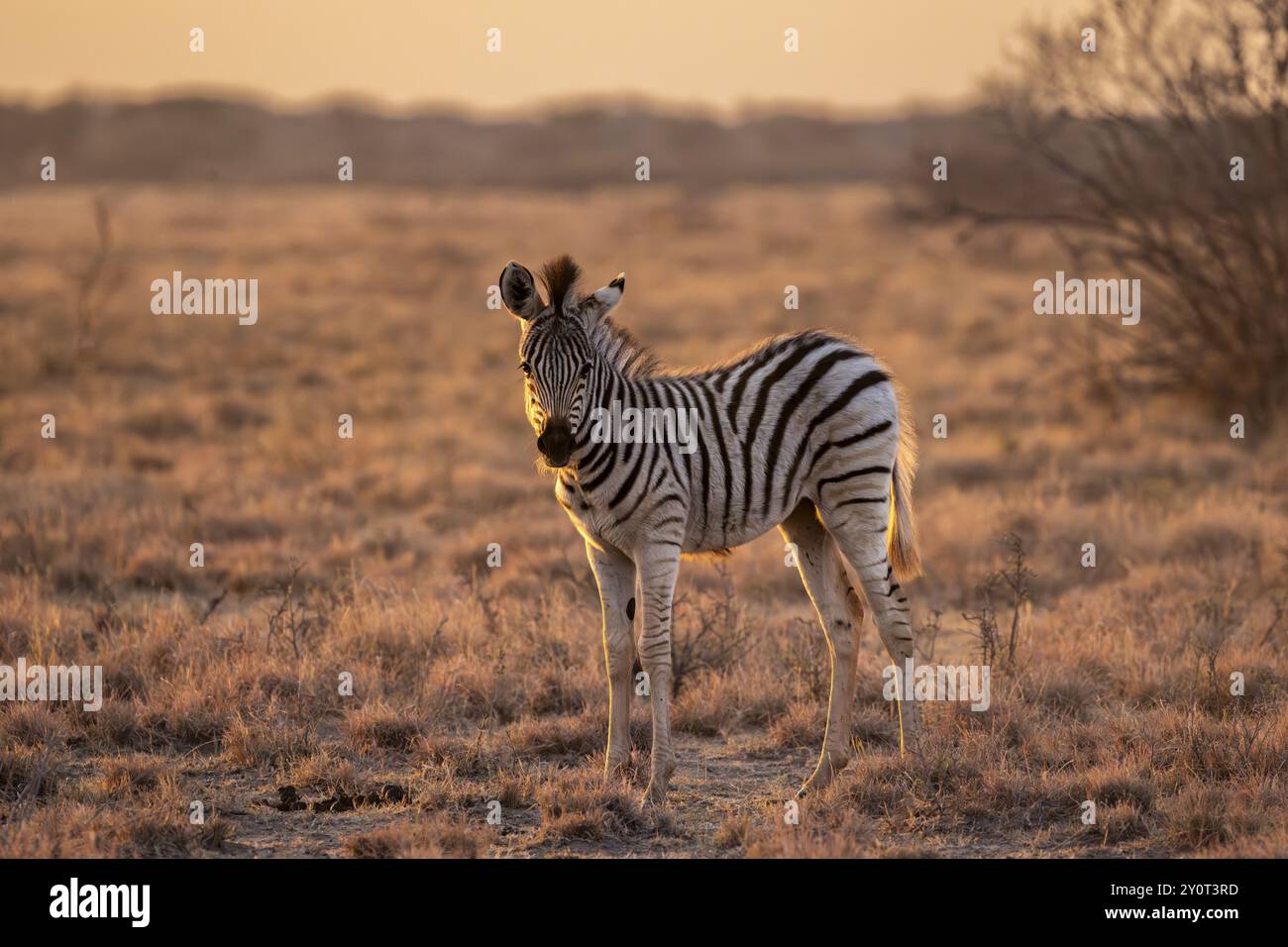 Steppe zebra (Equus quagga), young animal in dry grass, atmospheric ...