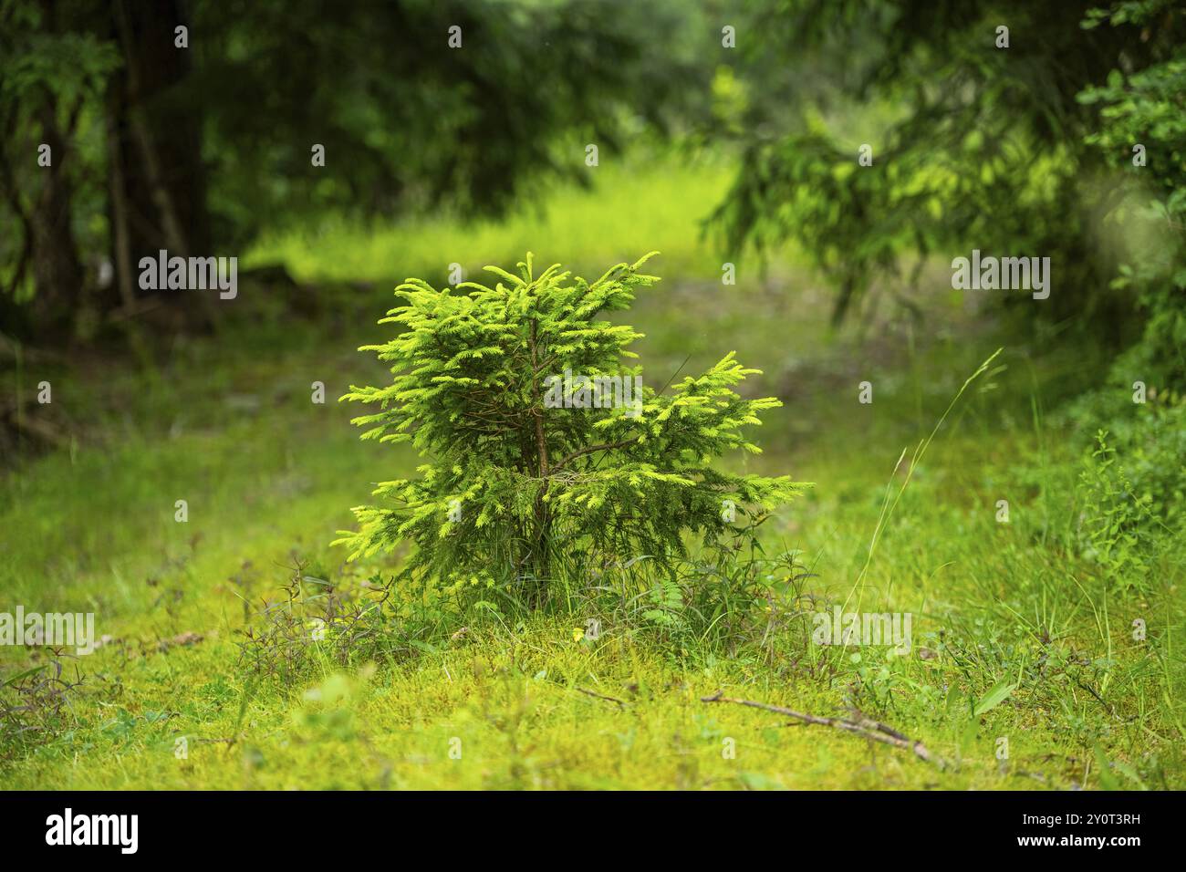 Norway spruce (Picea abies) tree growing in a forest, spring, Bavaria ...