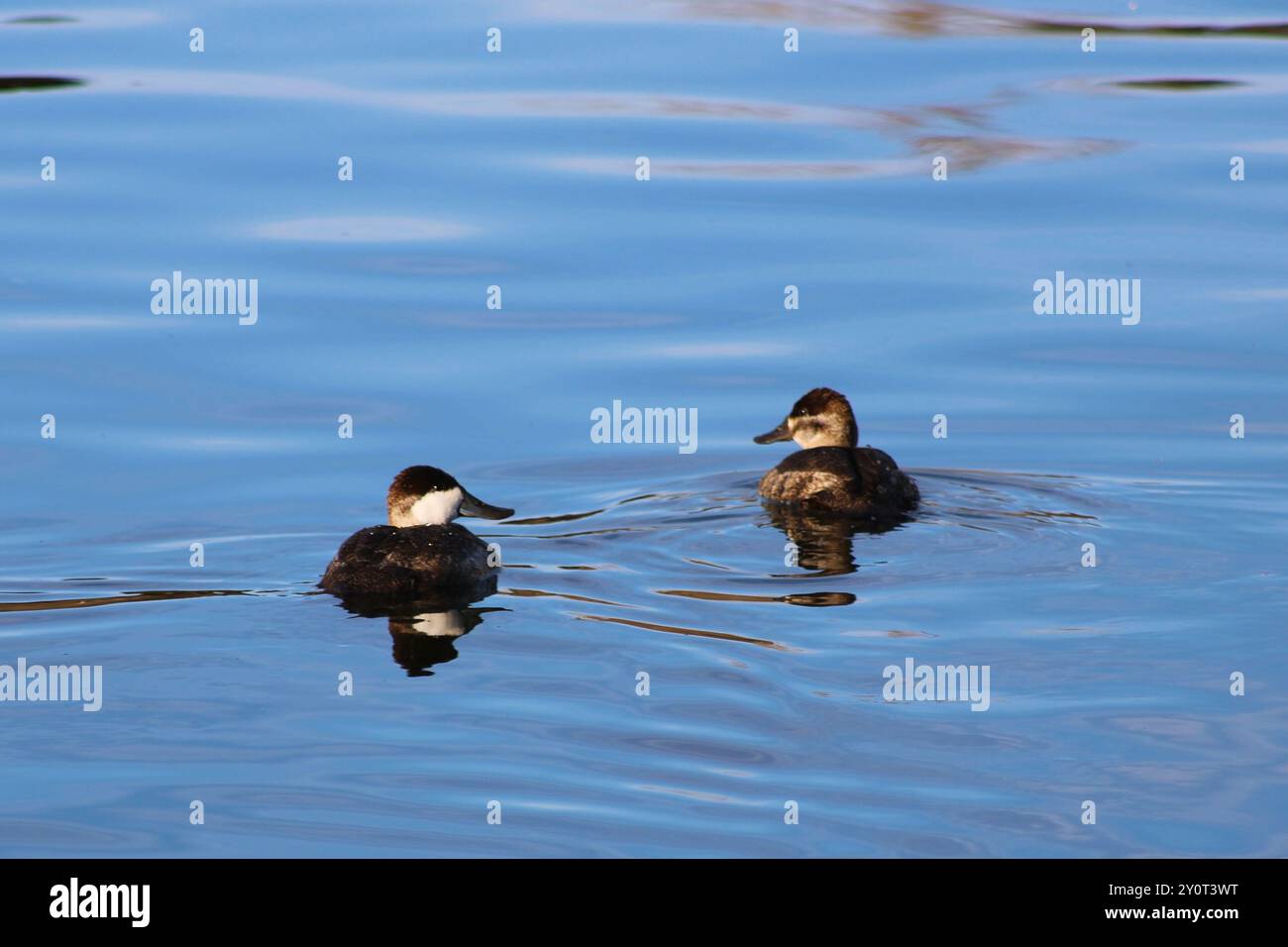 Ripples on still water hi-res stock photography and images - Alamy