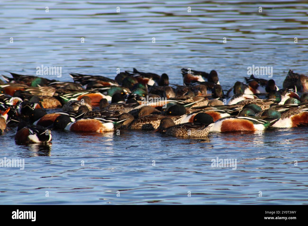 Ducks floating on pond hi-res stock photography and images - Alamy