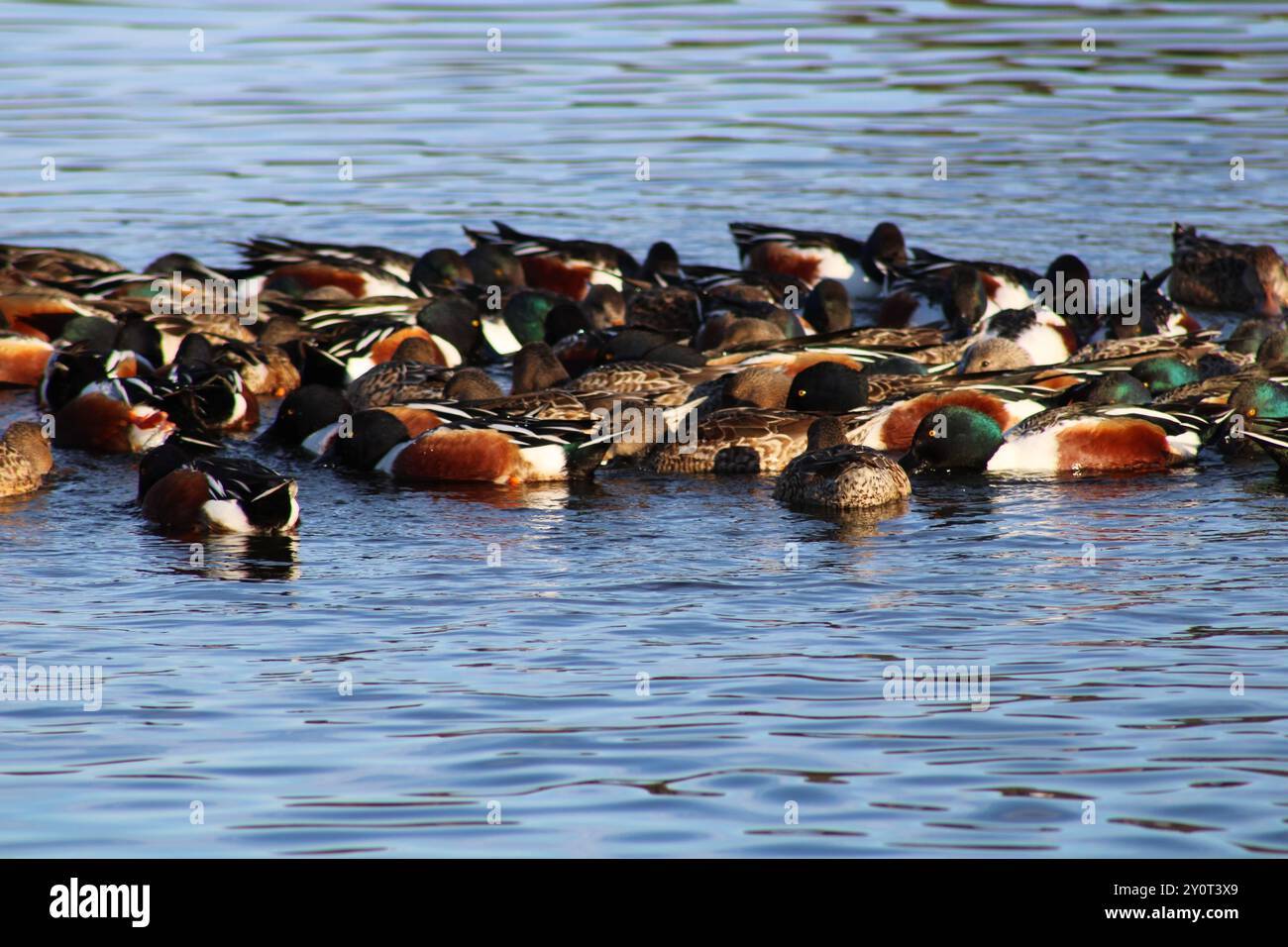 Ducks floating on pond hi-res stock photography and images - Alamy