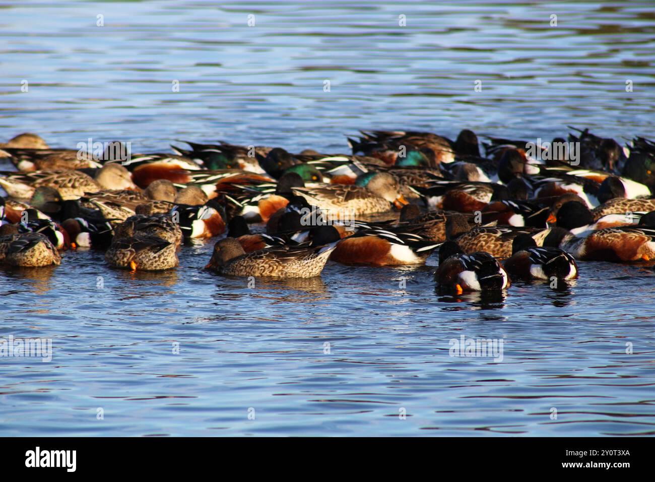 Ducks floating on pond hi-res stock photography and images - Alamy