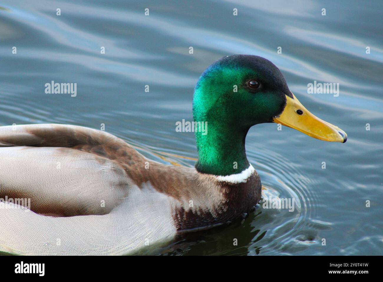 Profile species beak standing neck hi-res stock photography and images ...