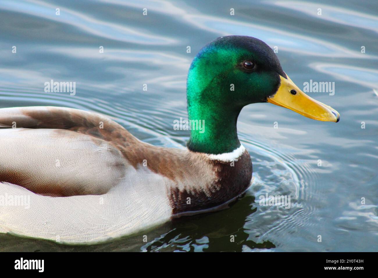 Profile species beak standing neck hi-res stock photography and images ...