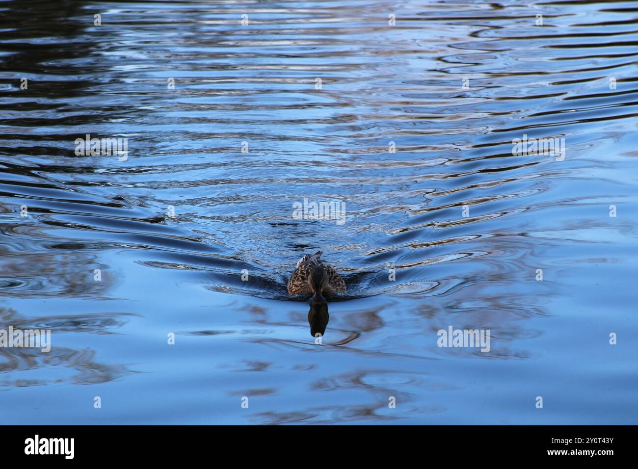 ducks floating on water with ripples Stock Photo - Alamy