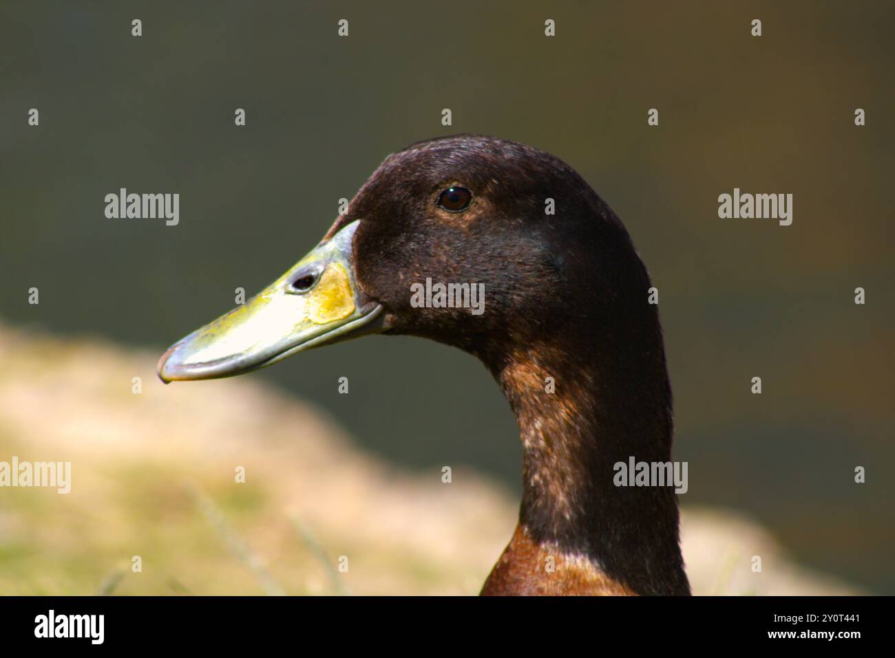 mallard duck closeup side profile Stock Photo - Alamy