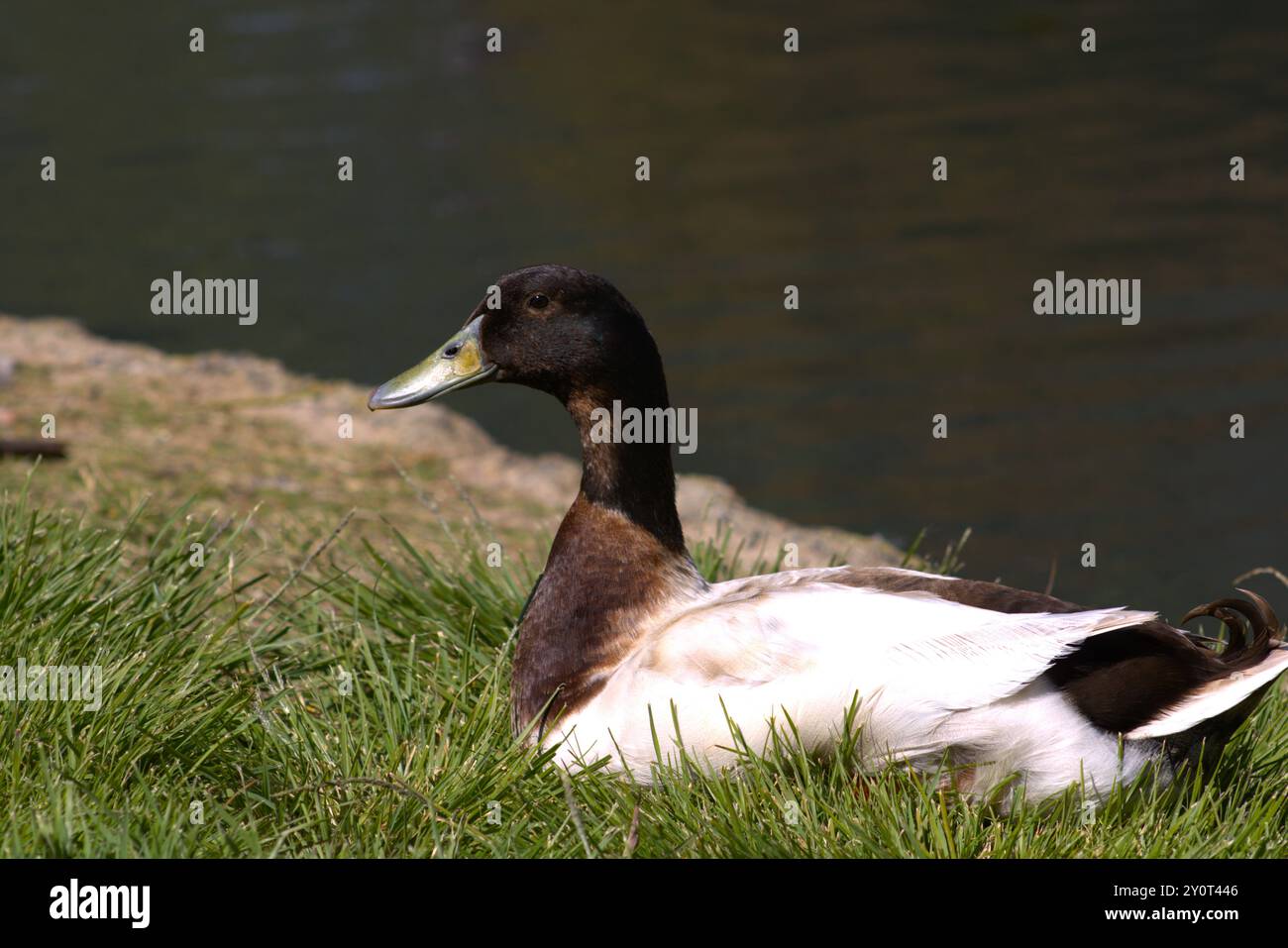 mallard duck closeup side profile Stock Photo - Alamy