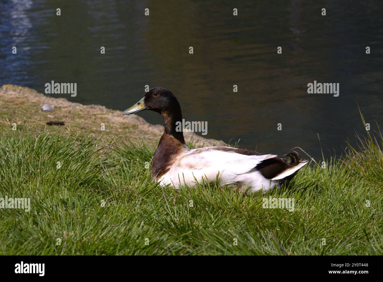 mallard duck side view in nature Stock Photo - Alamy