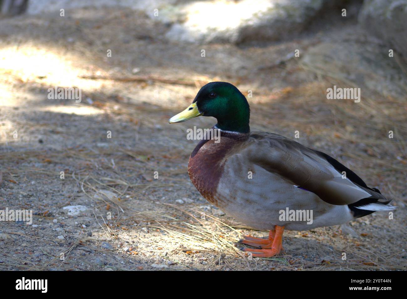 mallard duck side view in nature Stock Photo - Alamy