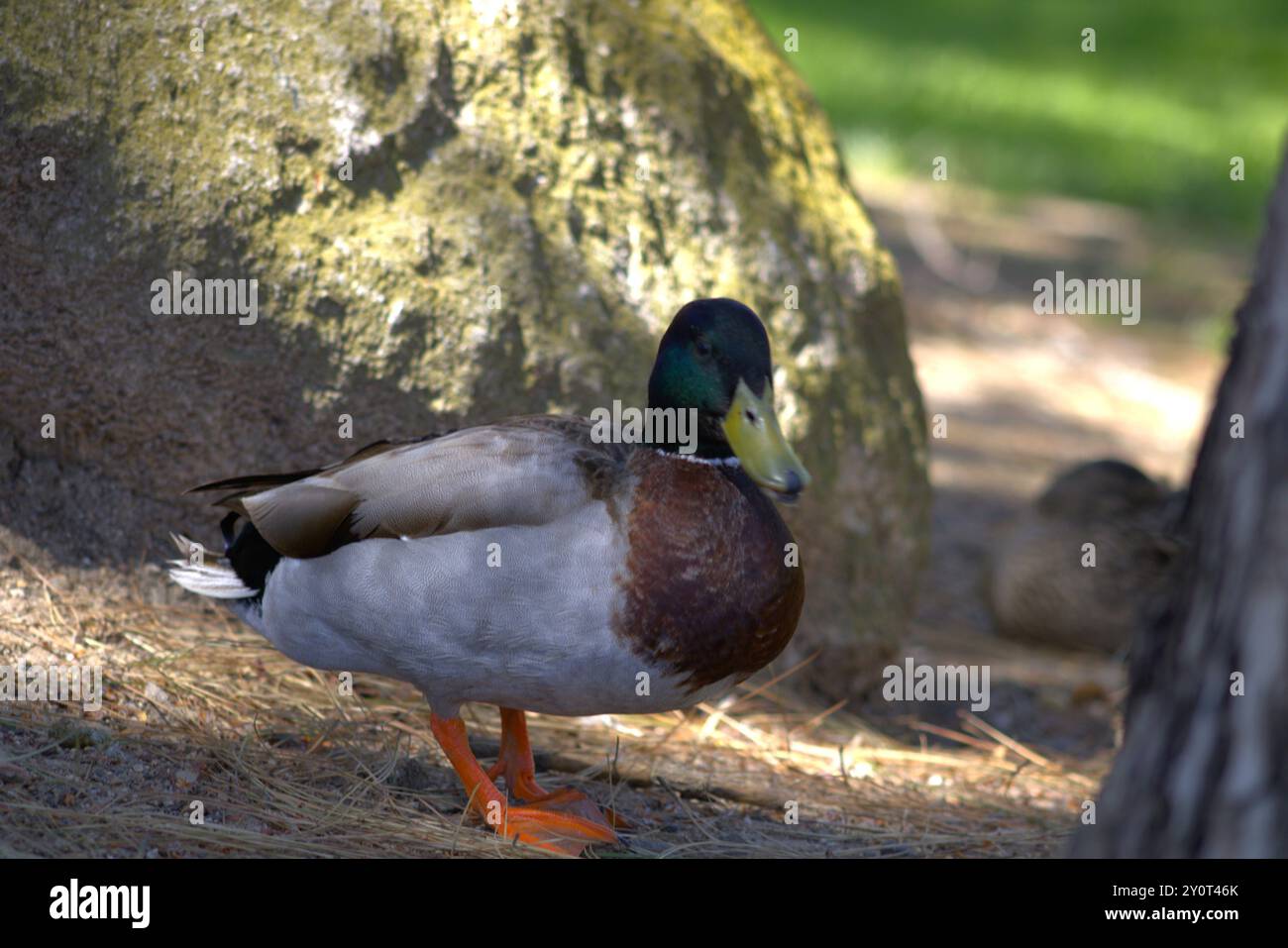 mallard duck side view in nature Stock Photo - Alamy
