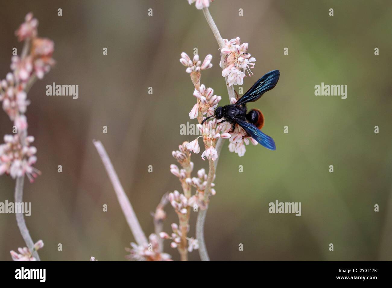 Fire tailed wasp hi-res stock photography and images - Alamy