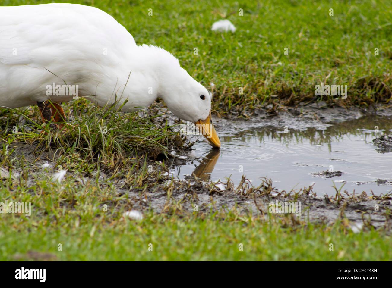 white duck drinking water from puddle Stock Photo - Alamy