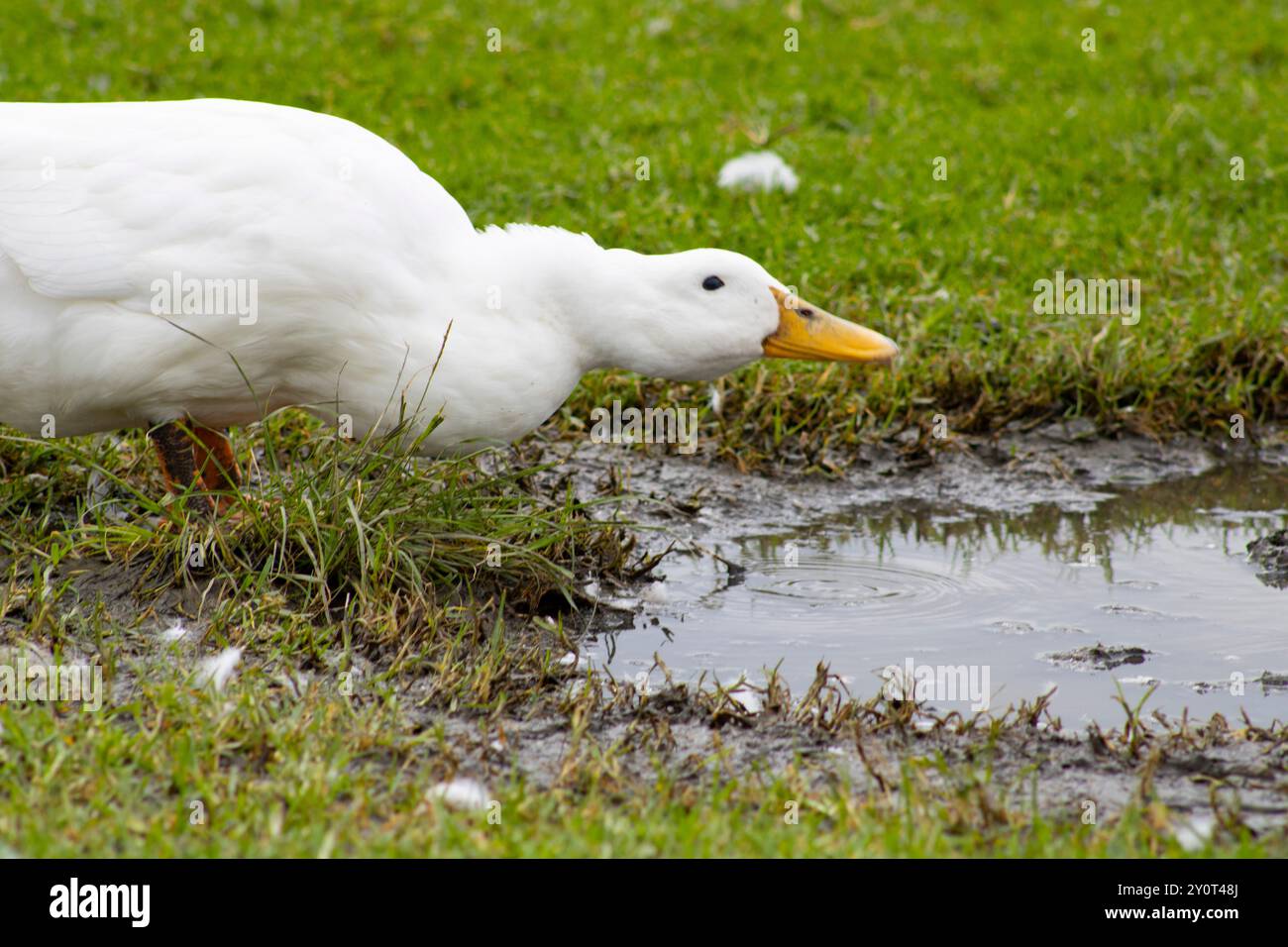 white duck drinking water from puddle Stock Photo - Alamy