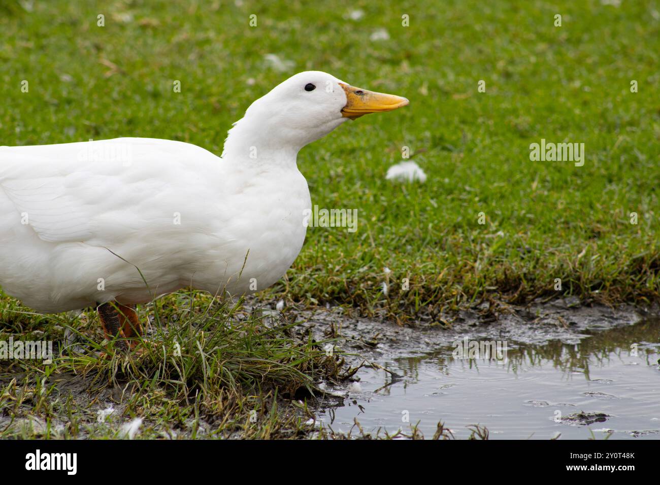 white duck drinking water from puddle Stock Photo - Alamy