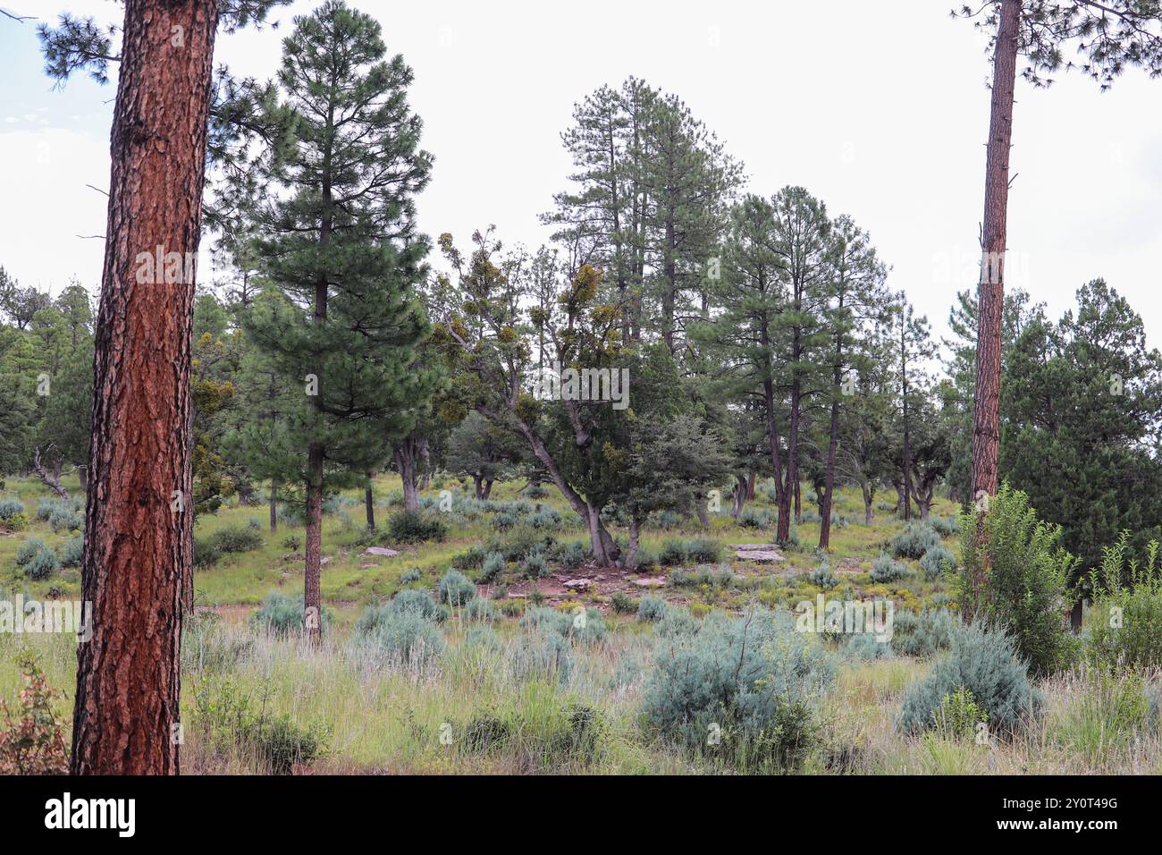 Rim pine hi-res stock photography and images - Alamy