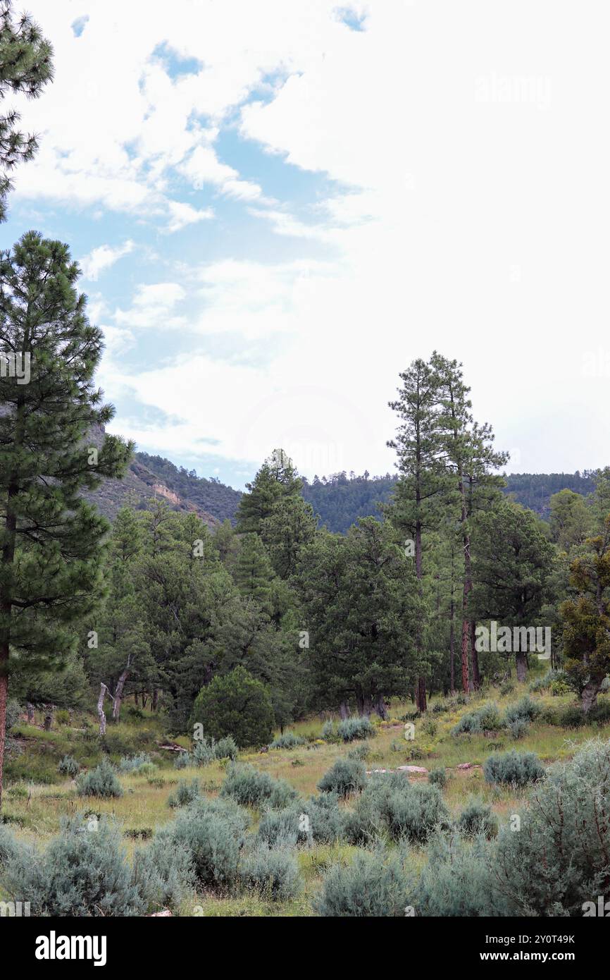 Tall grasses trees shrubs hi-res stock photography and images - Alamy