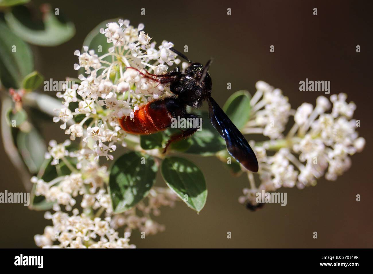 Warning colorations hi-res stock photography and images - Alamy