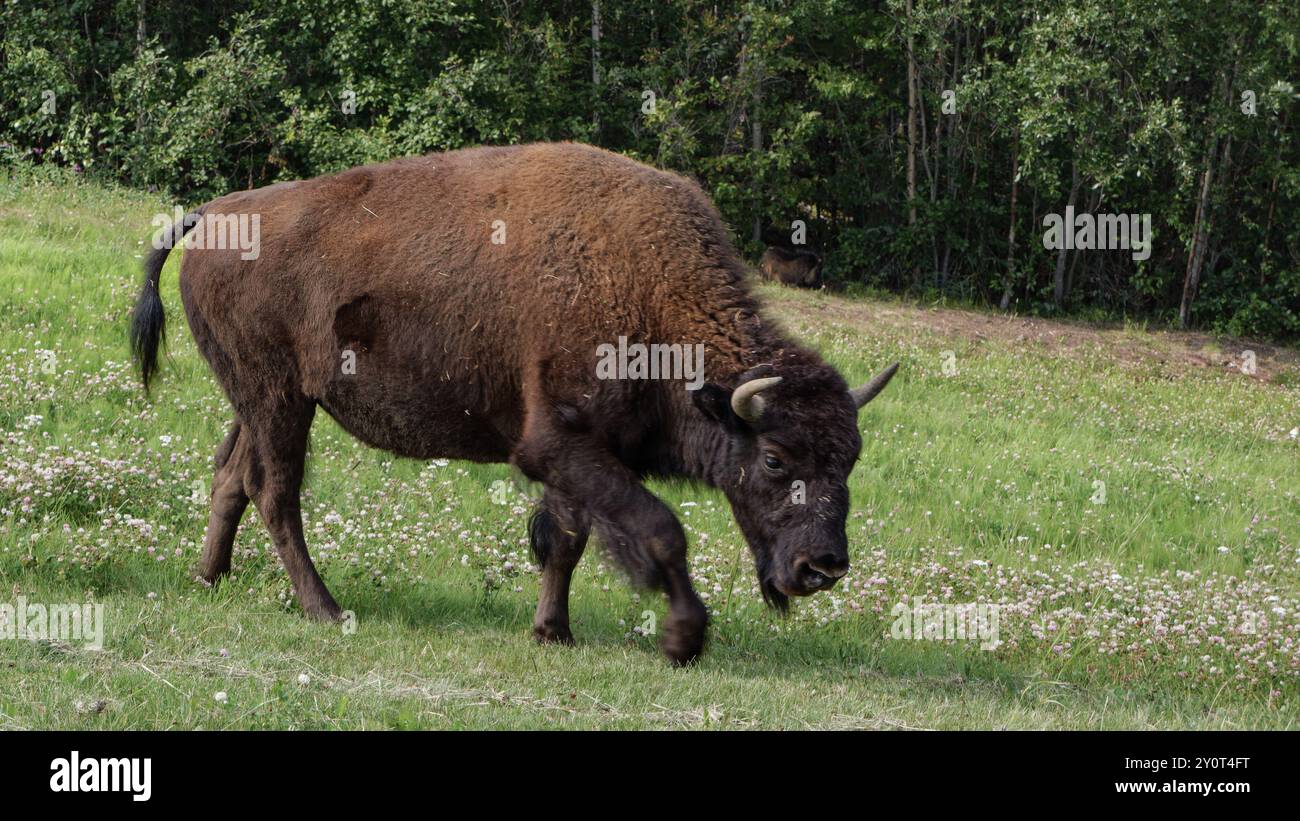 Saw a heard of Bison while driving the Alaskan highway Stock Photo - Alamy