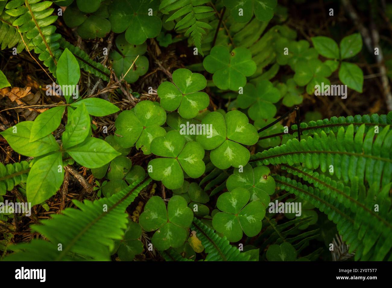 Tiny Clover among Ferns on Forest Floor among giant redwood trees Stock ...