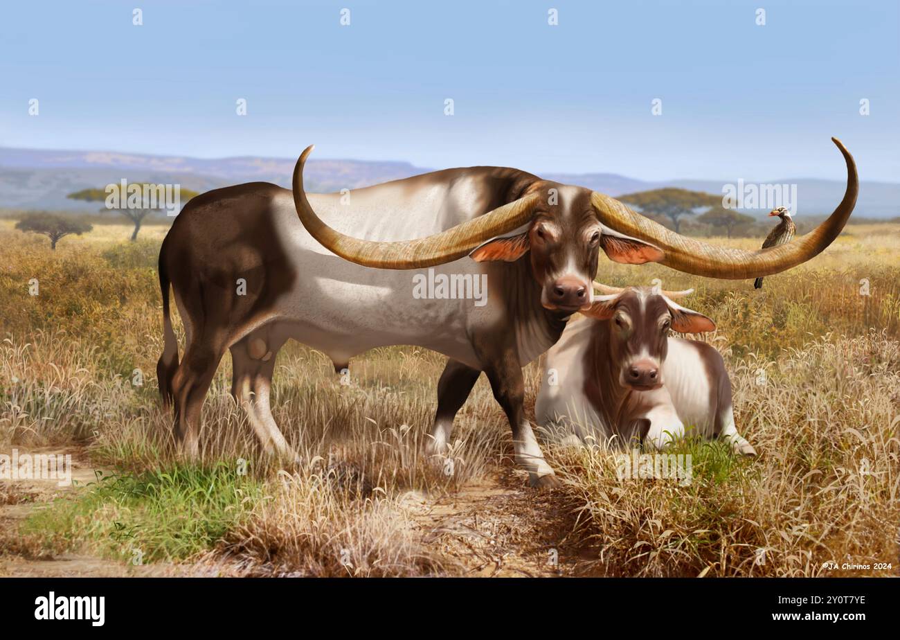 Illustration of an extinct genus of African wild cattle (Pelorovis ...