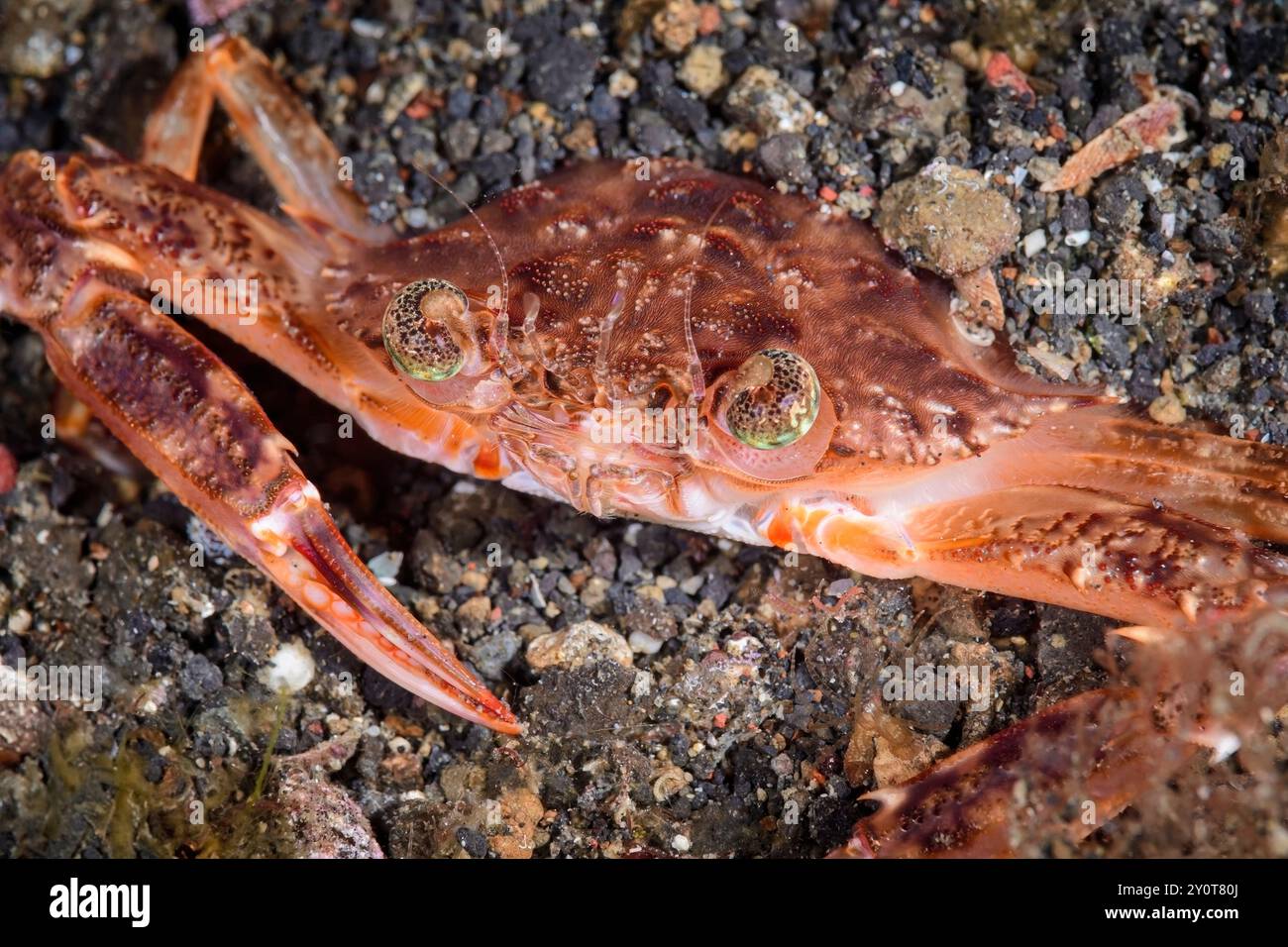 Swimming crab, Portunus sp., Lembeh Strait, North Sulawesi, Indonesia ...