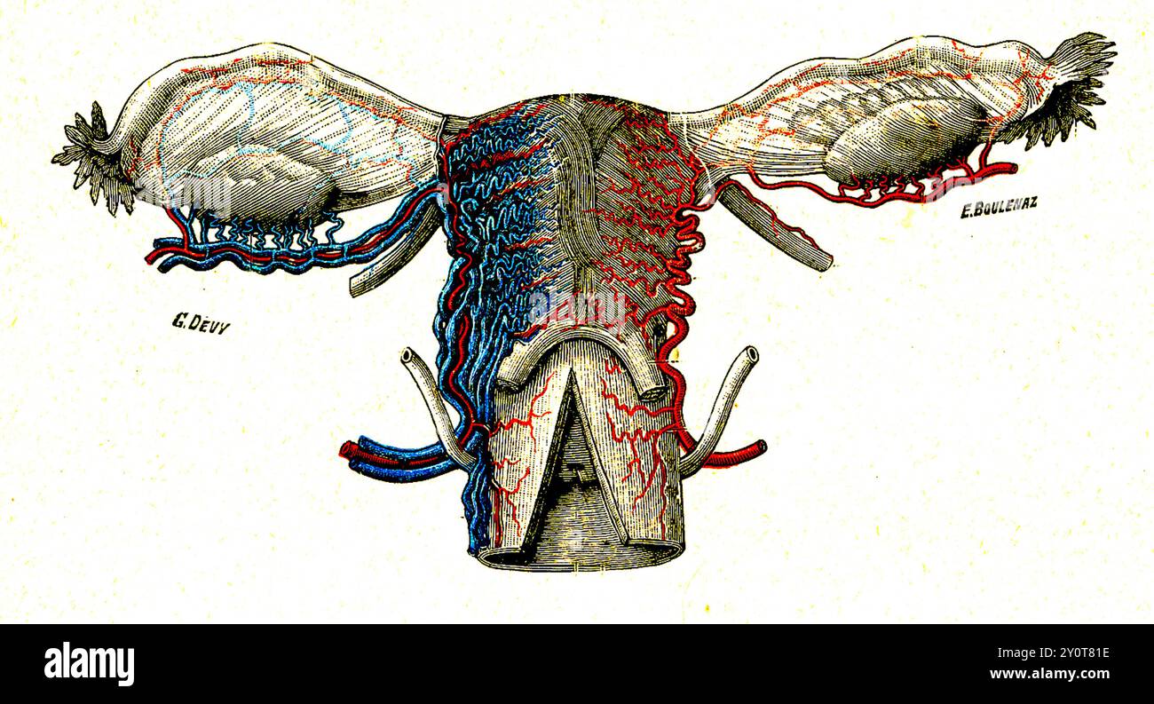 Female reproductive system arteries, illustration. From Traite d ...