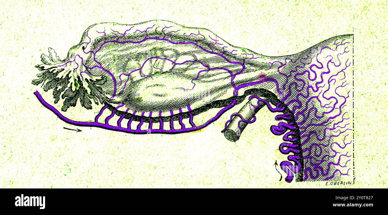 Fallopian and ovarian arteries, illustration. From Traite d'Anatomie ...