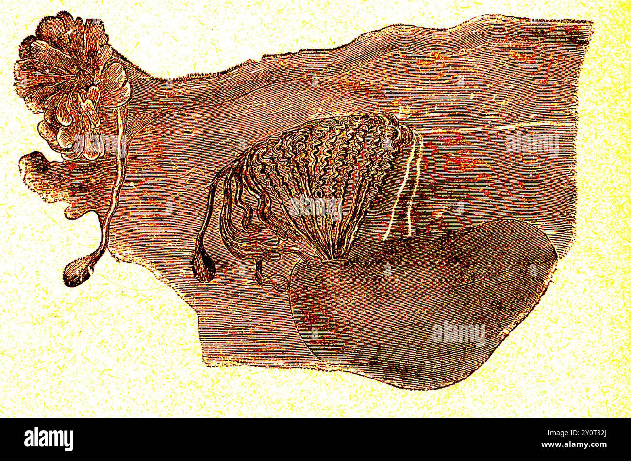 Female reproductive system, illustration. Across top is one of the two ...