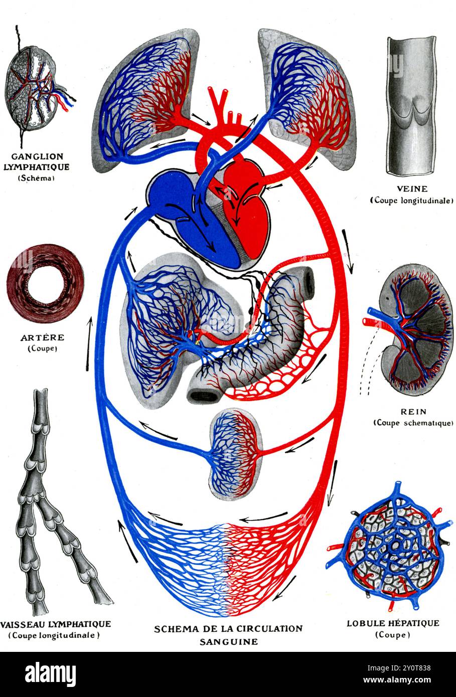 Illustration of the human circulatory system. Oxygenated blood (red ...