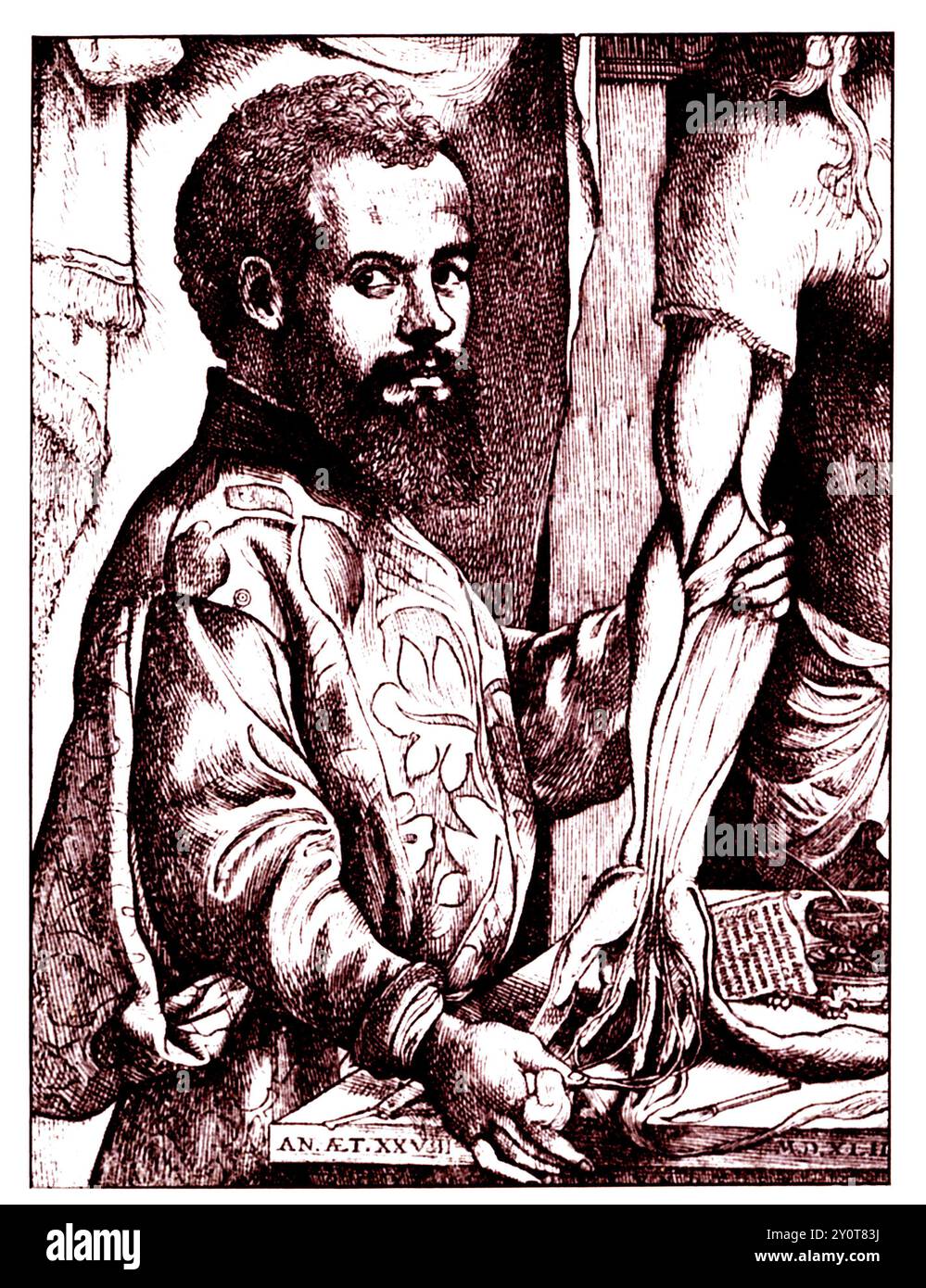Illustration of the Belgian anatomist Andreas Vesalius (1514-1564 ...