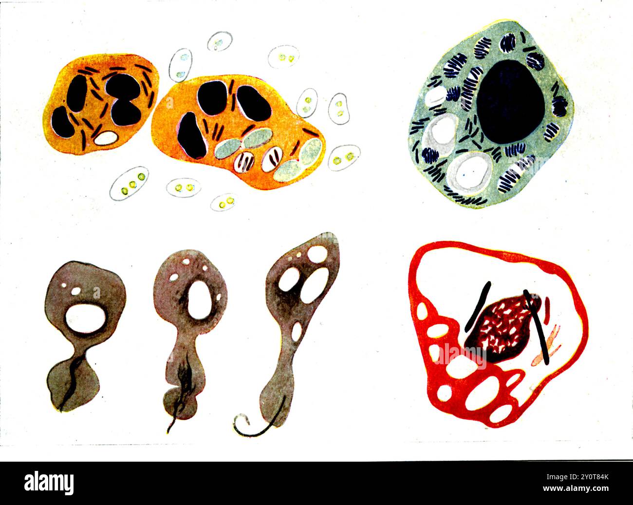Illustration of the phagocytosis of Proteus sp. bacteria (rod-shaped ...