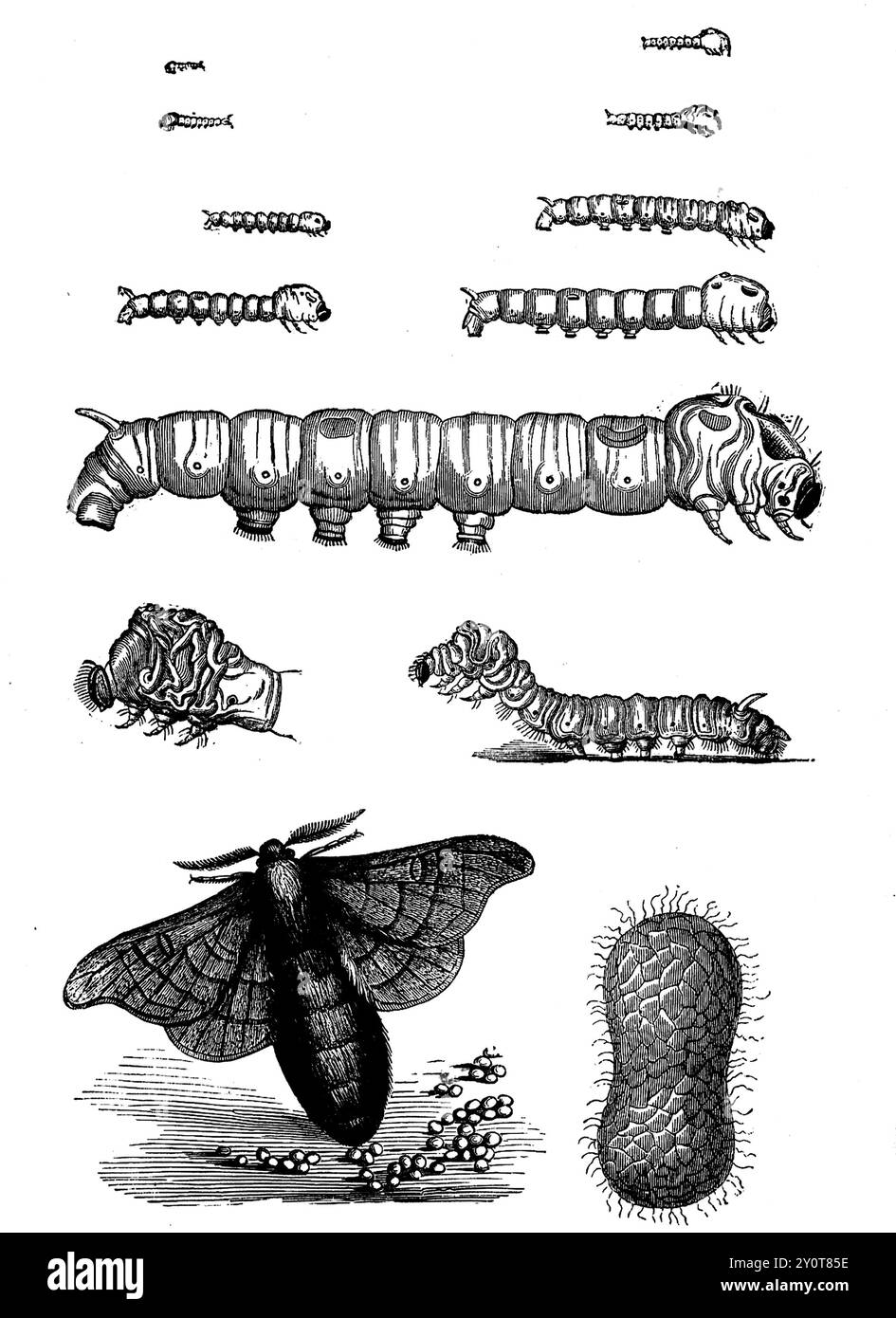 Illustration of the life stages of the silk moth (Bombyx mori). The larvae (top) hatch from eggs ...