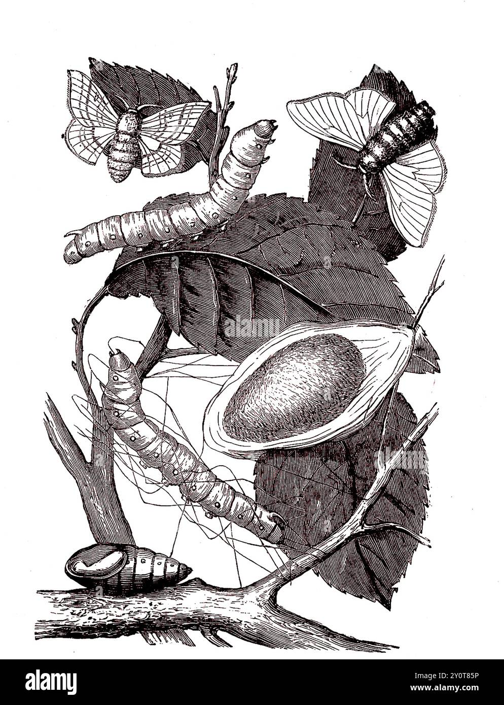 Illustration of the life stages of the silk moth (Bombyx mori). The ...