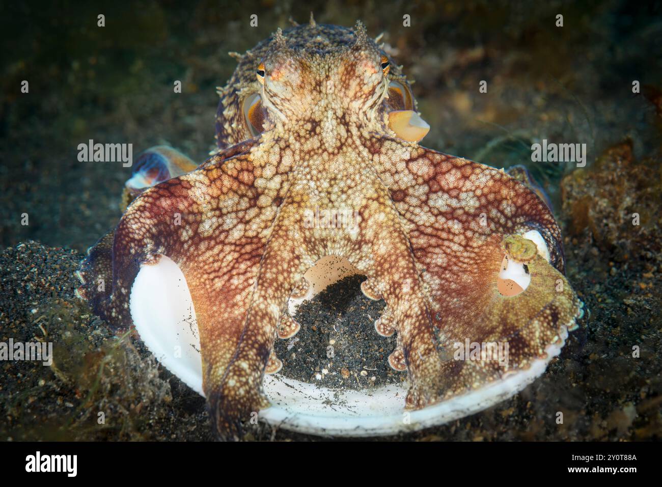 Coconut octopus, Amphioctopus marginatus, using shells for shelter ...