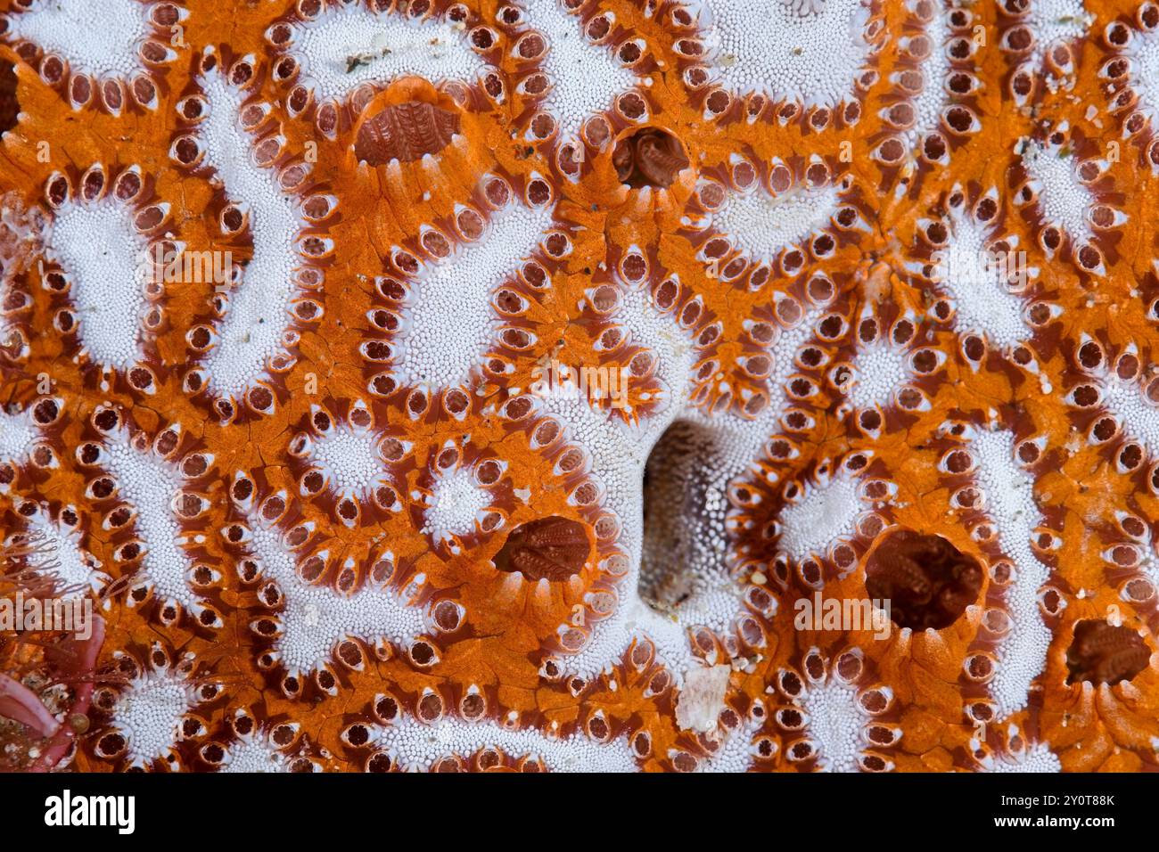 Botrylloides leachii hi-res stock photography and images - Alamy